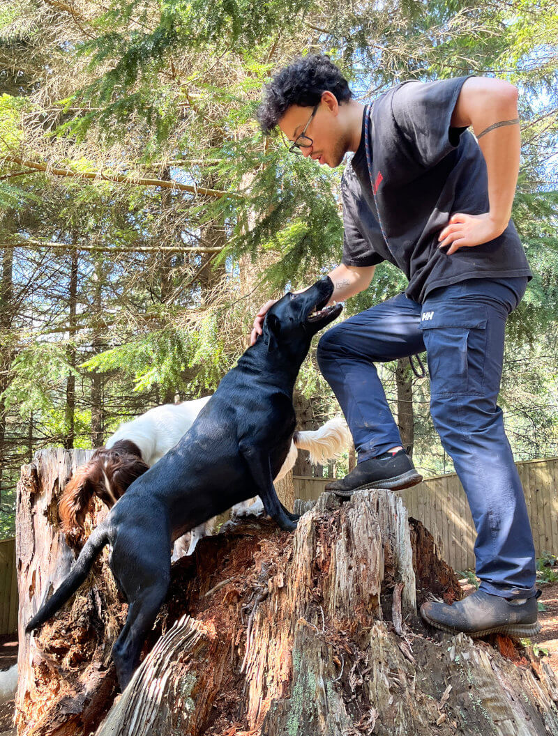 Learning Theory at a Glance - The Motivating Factor - Bowen Island Dog ...